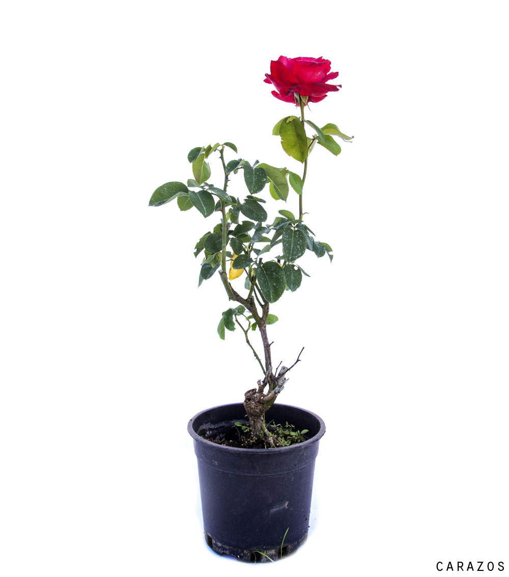 Rosal Bajo – Viveros Gutierrez