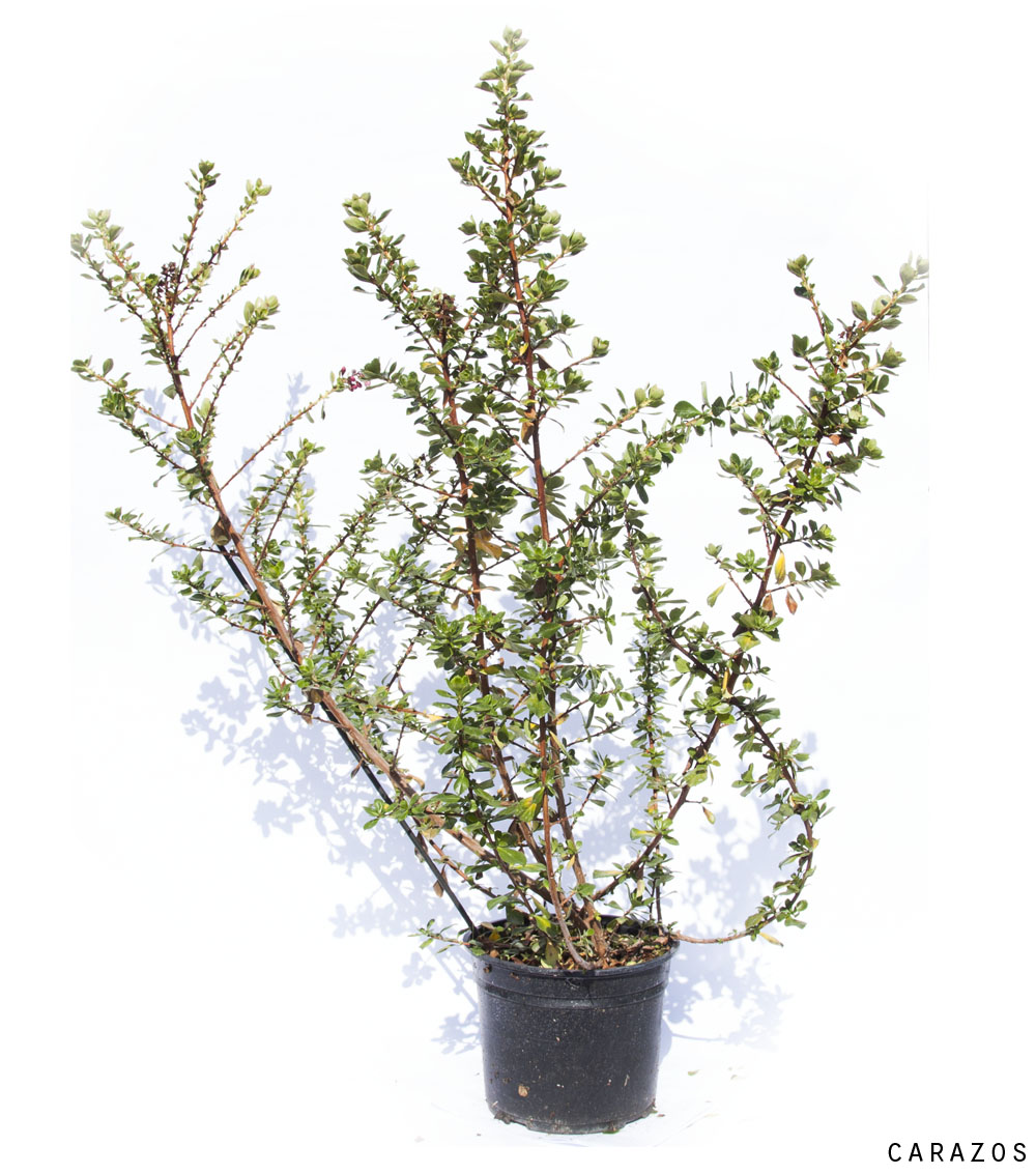 Rubra – Viveros Gutierrez