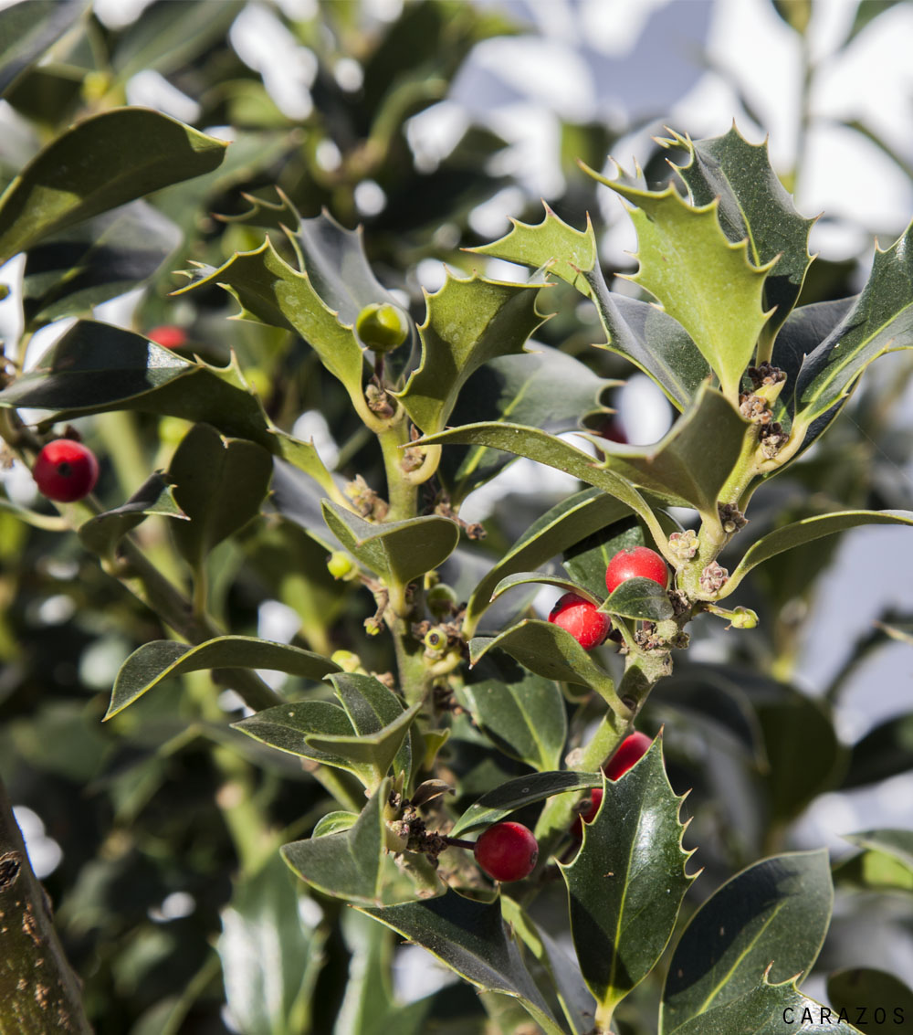 Ilex variegata y verdes – Viveros Gutierrez
