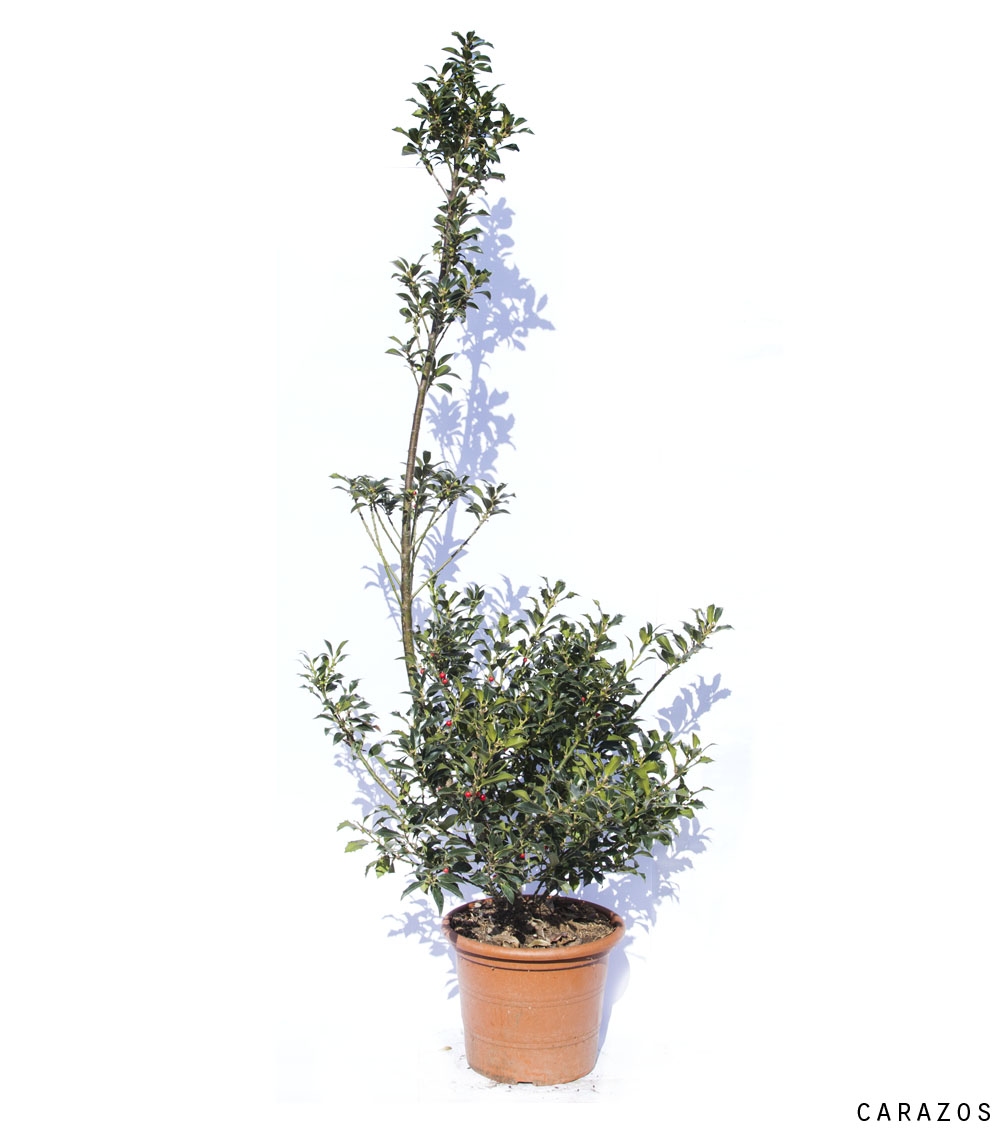 Ilex variegata y verdes – Viveros Gutierrez