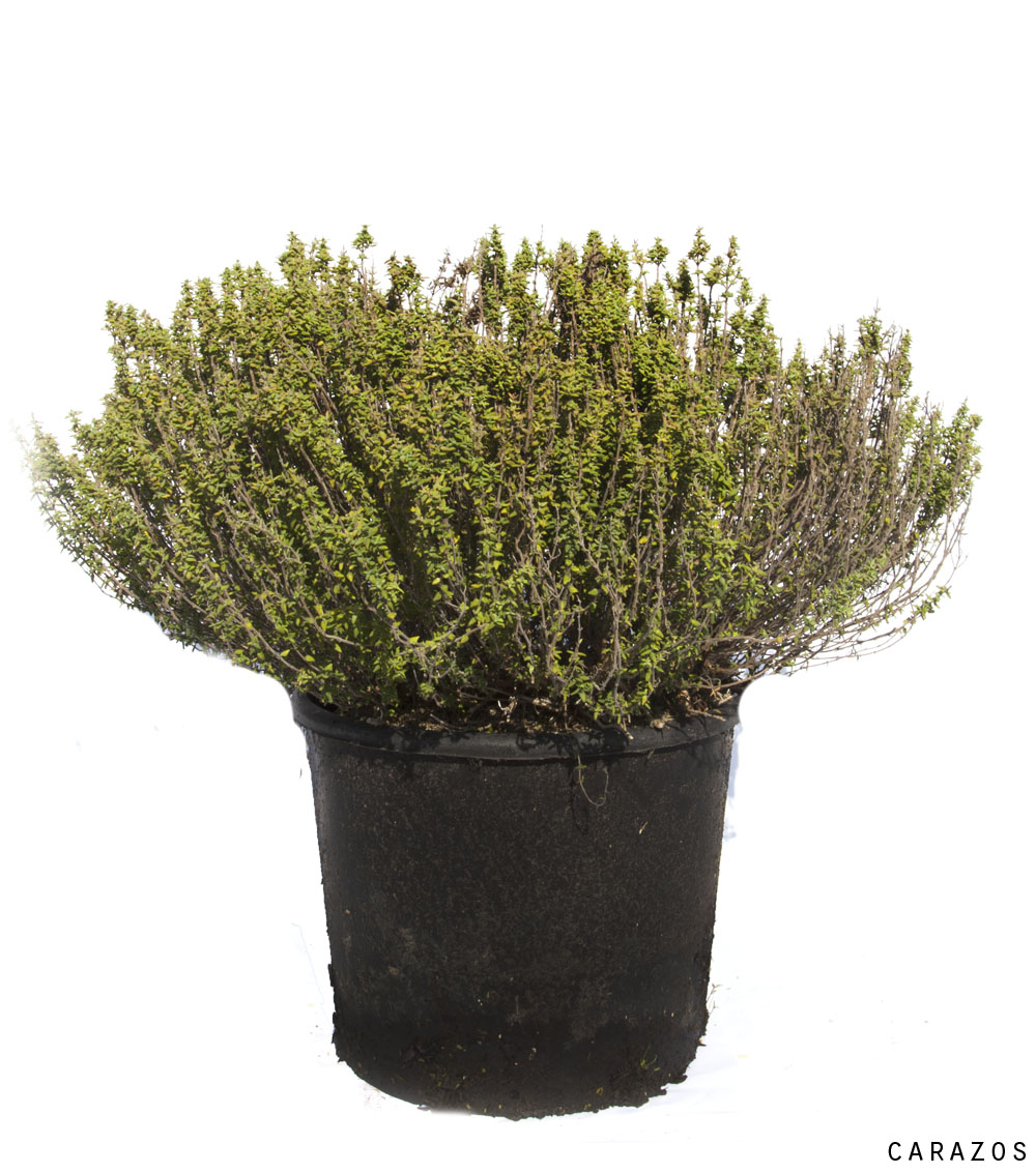 Thymus Vulgaris “Tomillo” – Viveros Gutierrez