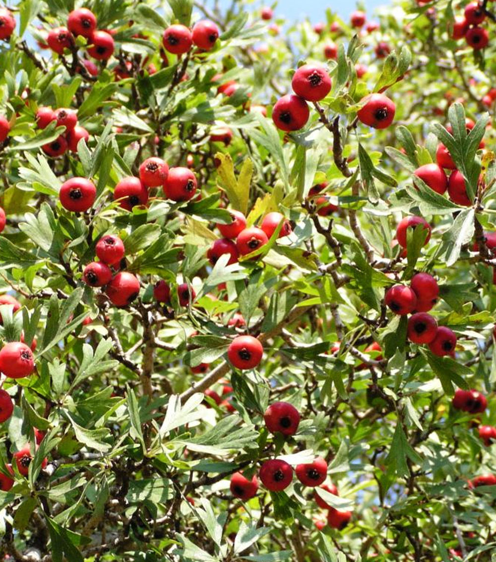 Acerolo “Crataegus azarollus” – Viveros Gutierrez