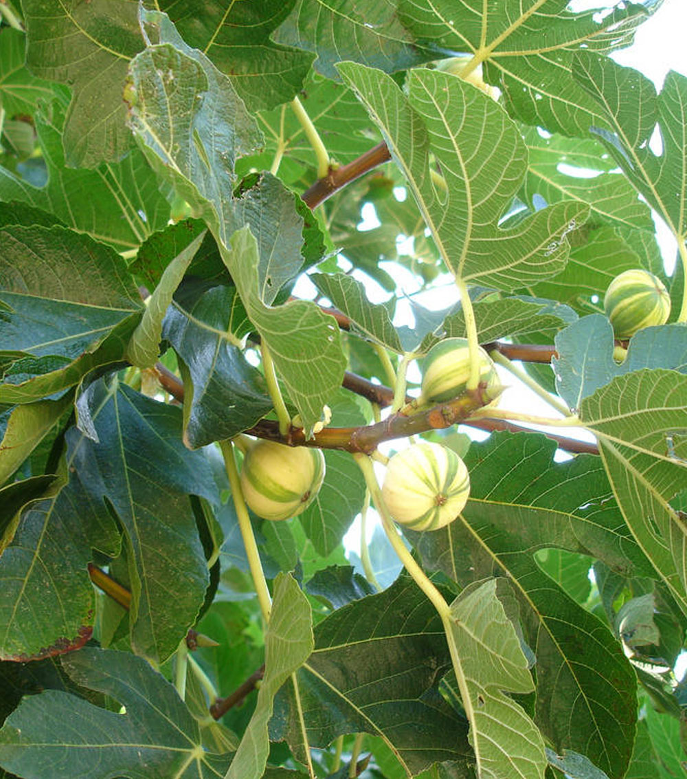 Higuera “Ficus carica” – Viveros Gutierrez