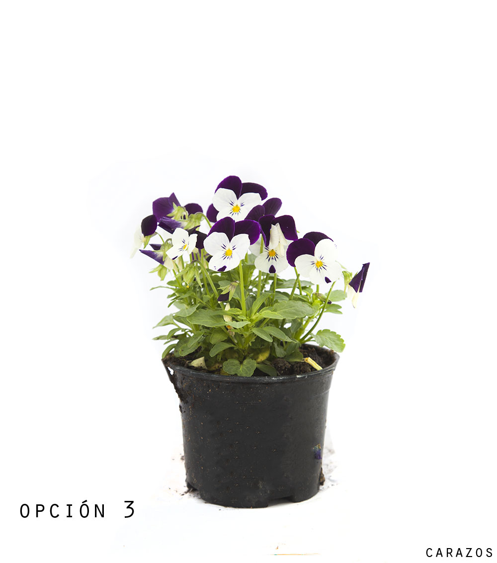 Viola – Viveros Gutierrez