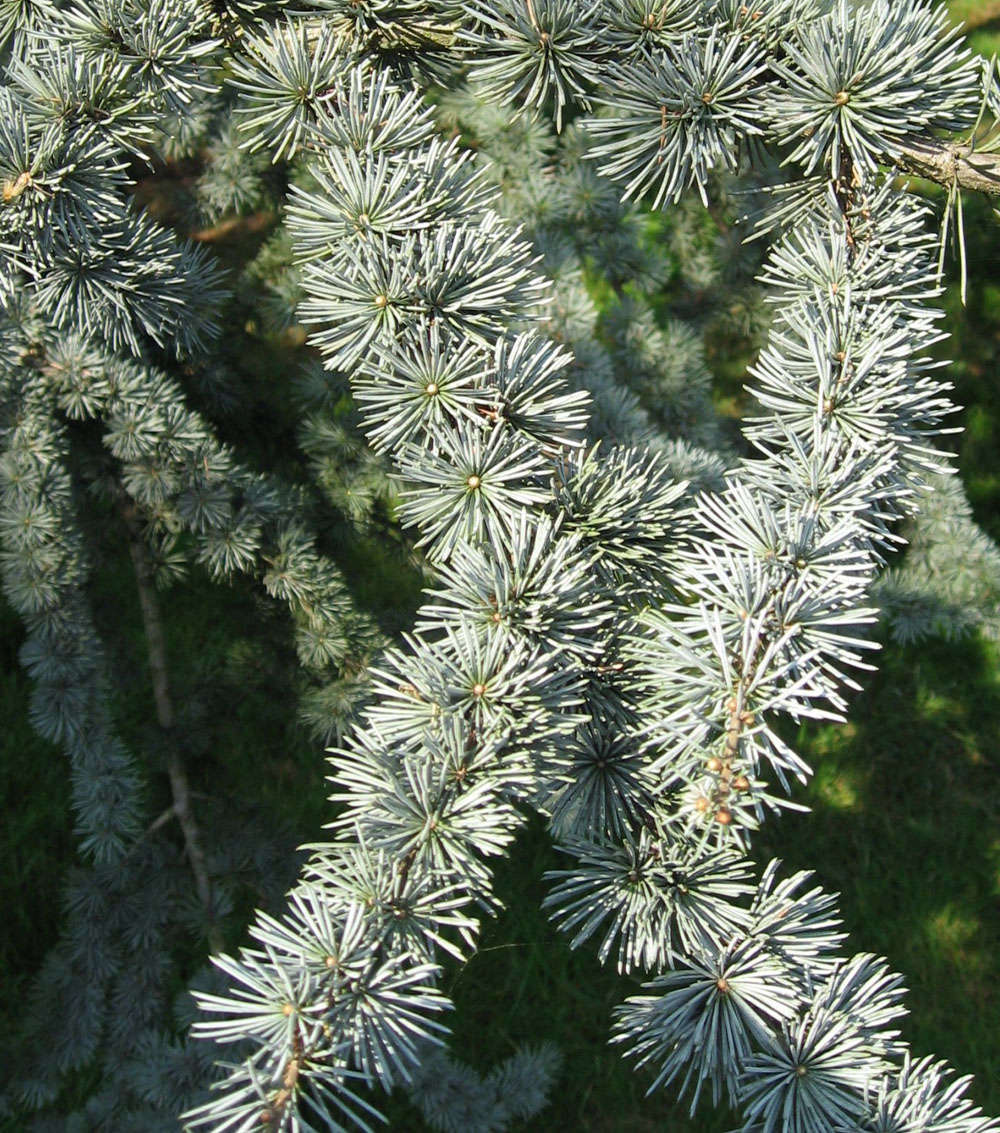 Cedrus libani – Viveros Gutierrez