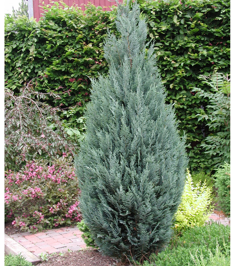 Chamaecyparis lawsoniana “Columnaris” – Viveros Gutierrez