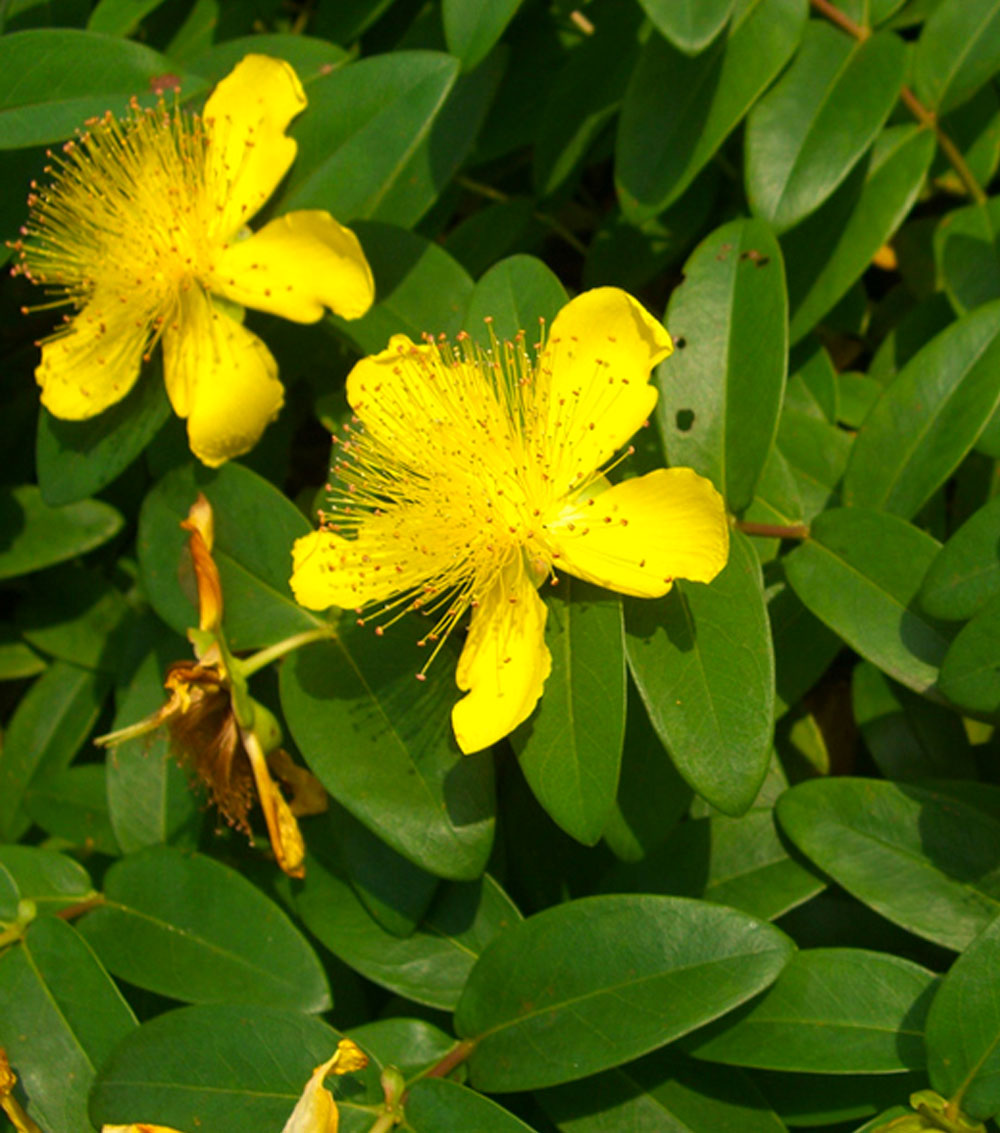 Hypericum calycinum, hidcote y tricolor – Viveros Gutierrez