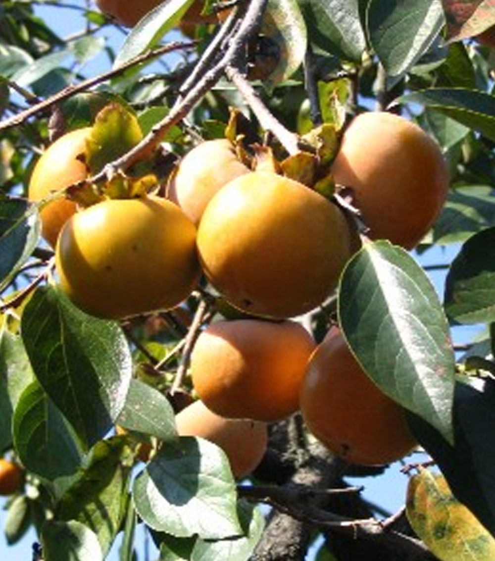 Kaki “Diospyrus lotus” – Viveros Gutierrez