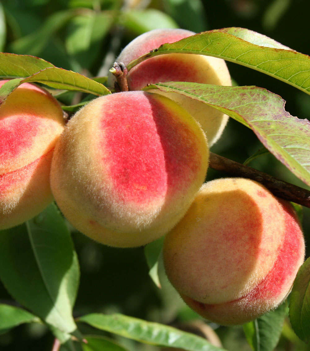 Melocotonero “Prunus persica” – Viveros Gutierrez