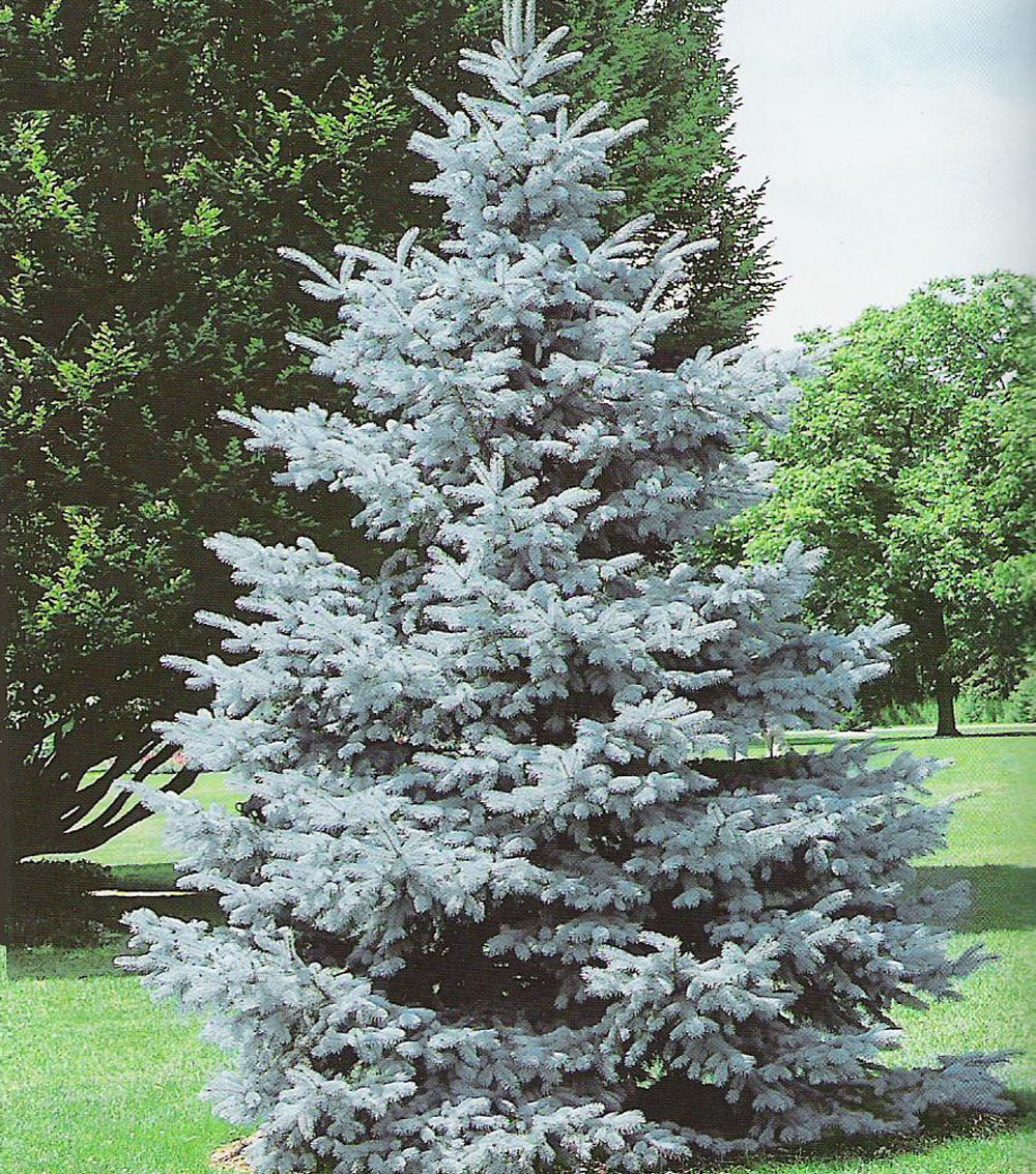 Picea pungens “Hoopsii” – Viveros Gutierrez