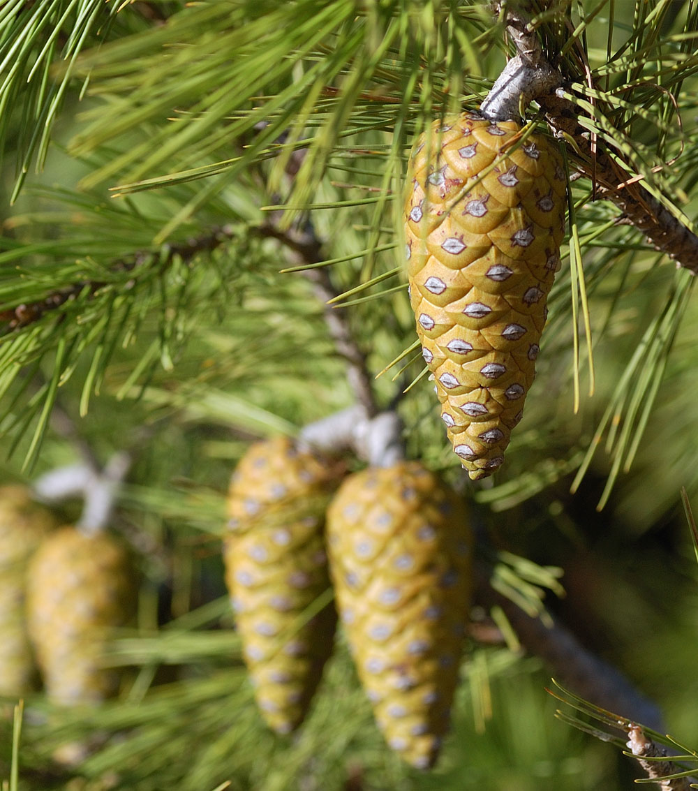 Pinus halepensis – Viveros Gutierrez