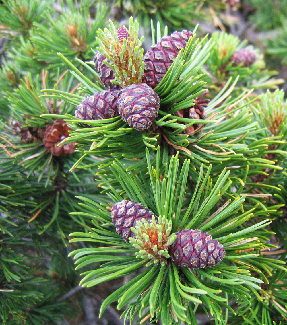 Pinus mugo “Mughus” – Viveros Gutierrez