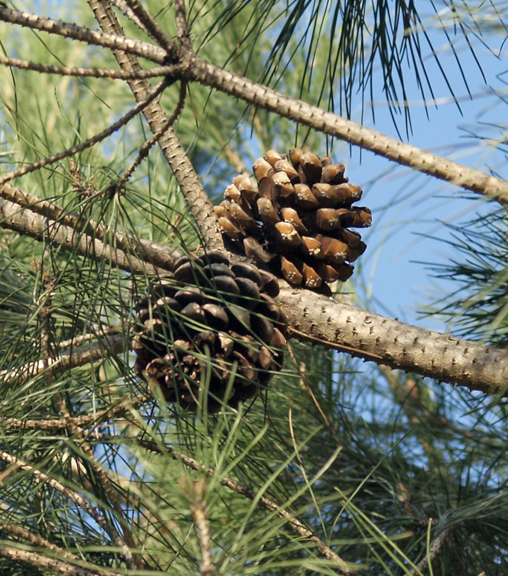 Pinus pinea (Pino piñonero) – Viveros Gutierrez