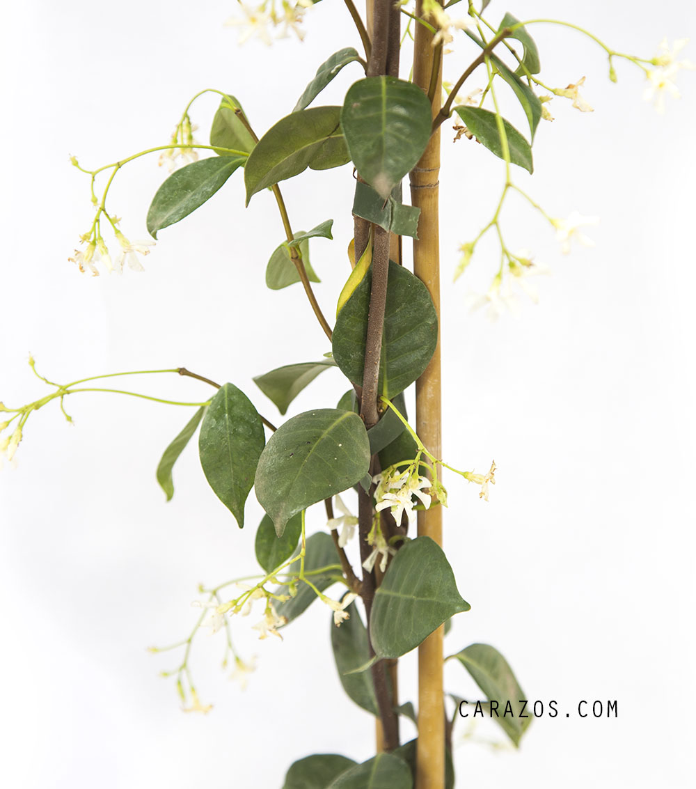 Rhynchospermum jasminoides (Jazmín) – Viveros Gutierrez