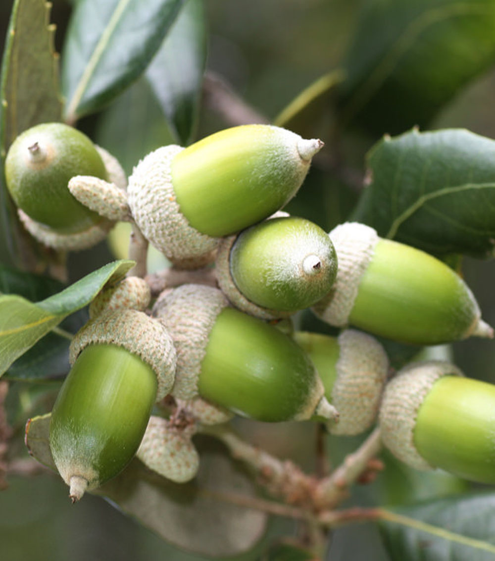 Quercus ilex – Viveros Gutierrez