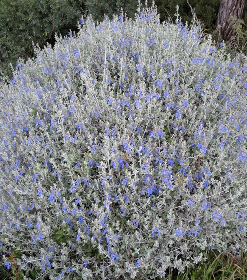 Teucrium fruticans – Viveros Gutierrez