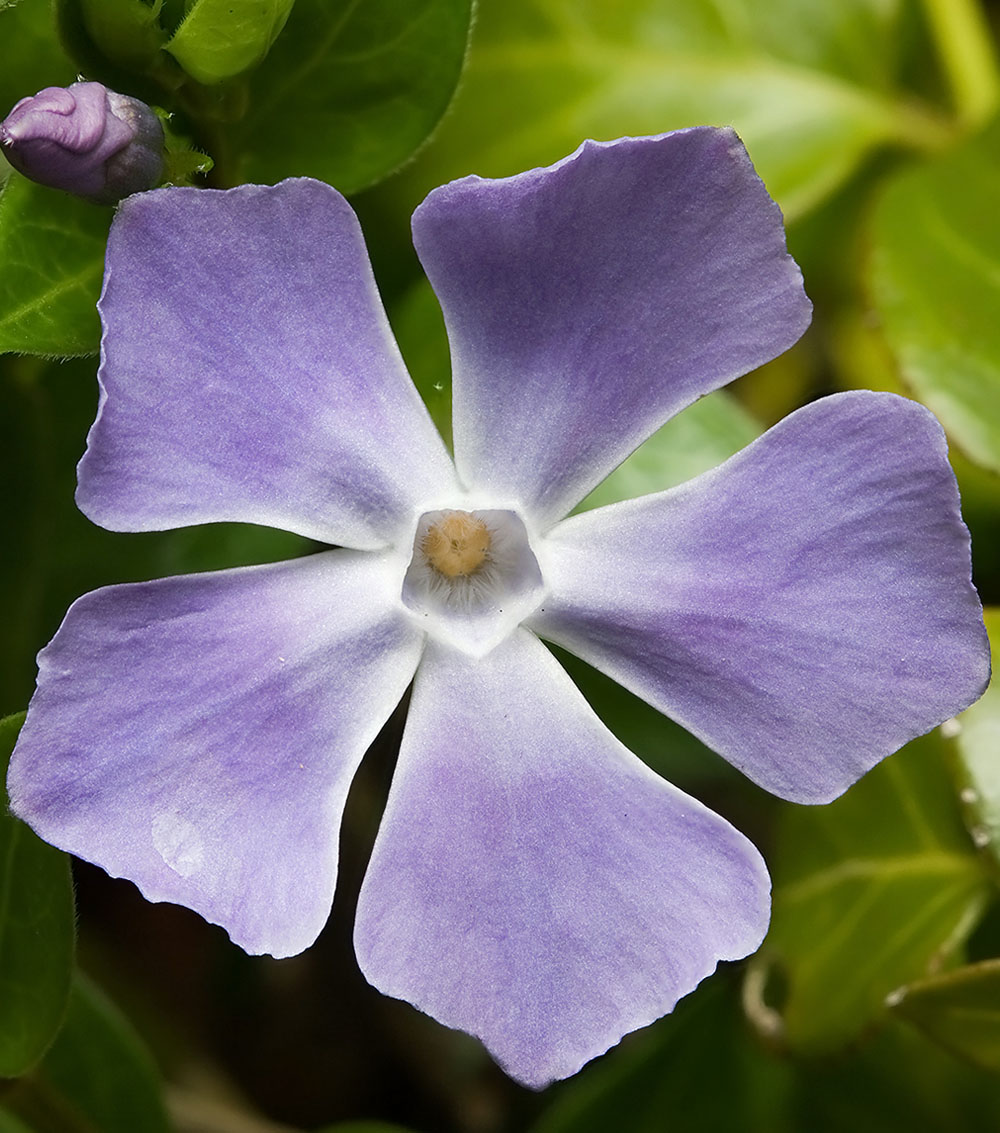 Vinca major y minor – Viveros Gutierrez