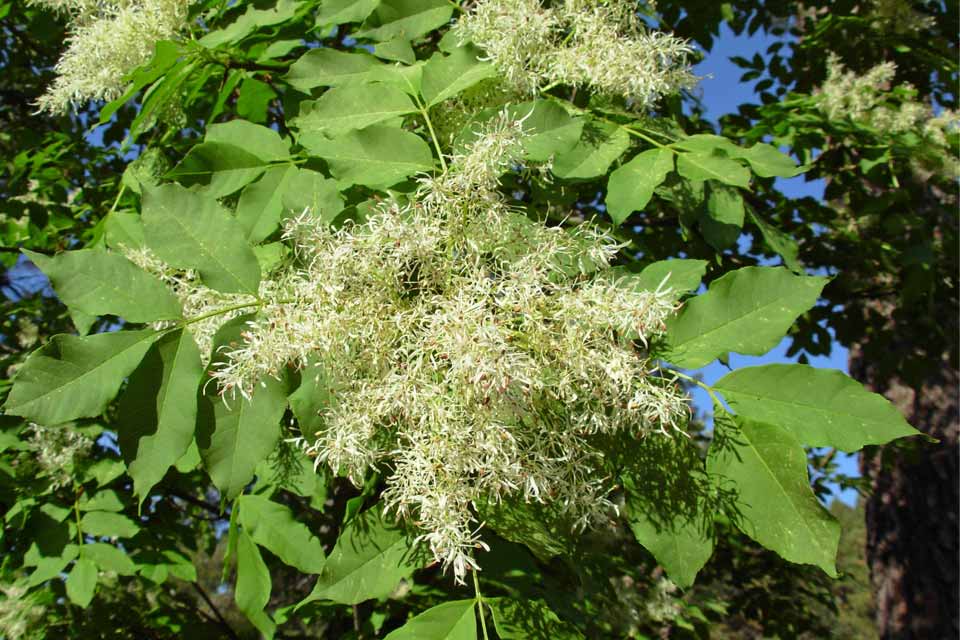 Fraxinus Ornus Fresno De Flor Viveros Gutierrez