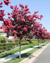 lagerstroemia indica(arbol de jupiter) – Viveros Gutierrez