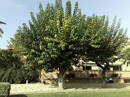 morus fruitless (morera sin fruto) – Viveros Gutierrez