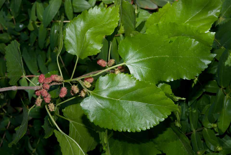 morus alba ,comun o de sombra (morera) – Viveros Gutierrez