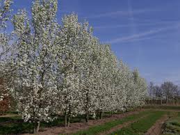 Pyrus calleryana (peral de flor) – Viveros Gutierrez