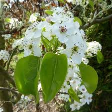 Pyrus calleryana (peral de flor) – Viveros Gutierrez