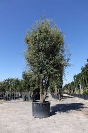 quercus ilex(encina arbol) – Viveros Gutierrez
