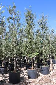 quercus ilex(encina arbol) – Viveros Gutierrez