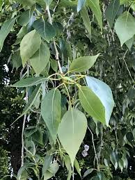 populus simoni – Viveros Gutierrez