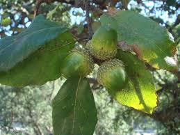 quercus suber (Alcornoque) – Viveros Gutierrez