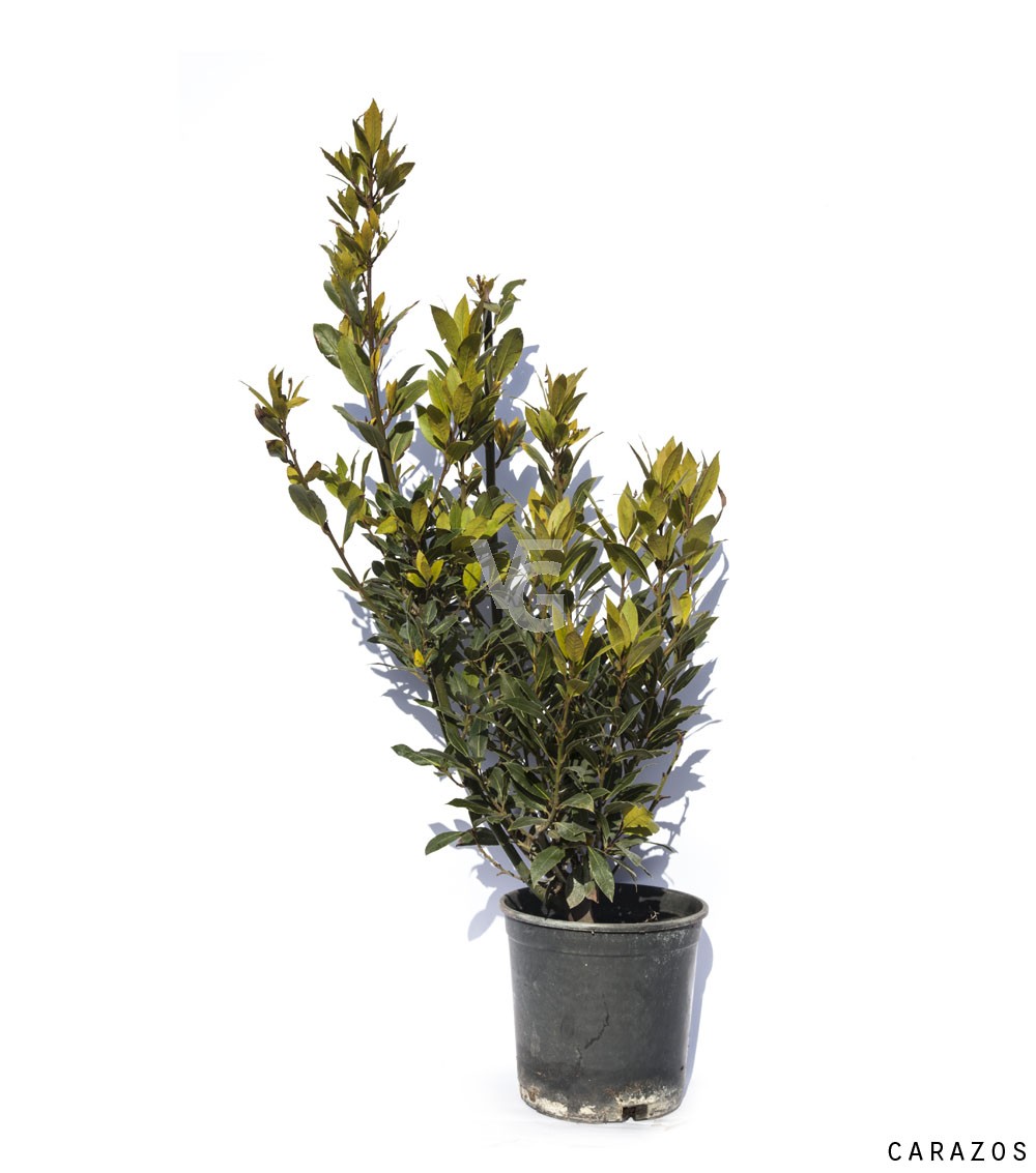 Laurus Nobilis “Laurel” – Viveros Gutierrez